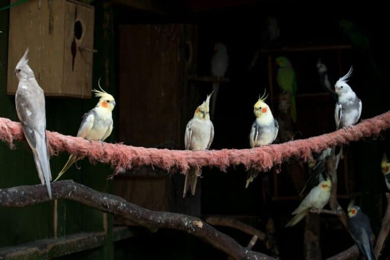 Here Are 12 Unique Types of Cockatiels - Bird Feeder Hub