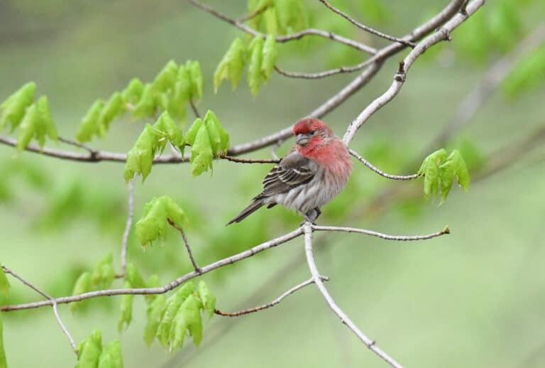 11 Red Birds in New York (with Photos) - Bird Feeder Hub