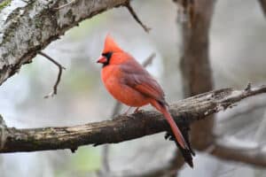 Red Birds in Minnesota (11 types with Photos) - Bird Feeder Hub