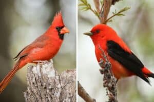 11 Red Birds in Michigan (with Photos) - Bird Feeder Hub