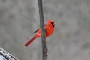 21 Interesting Facts About Cardinals - Bird Feeder Hub