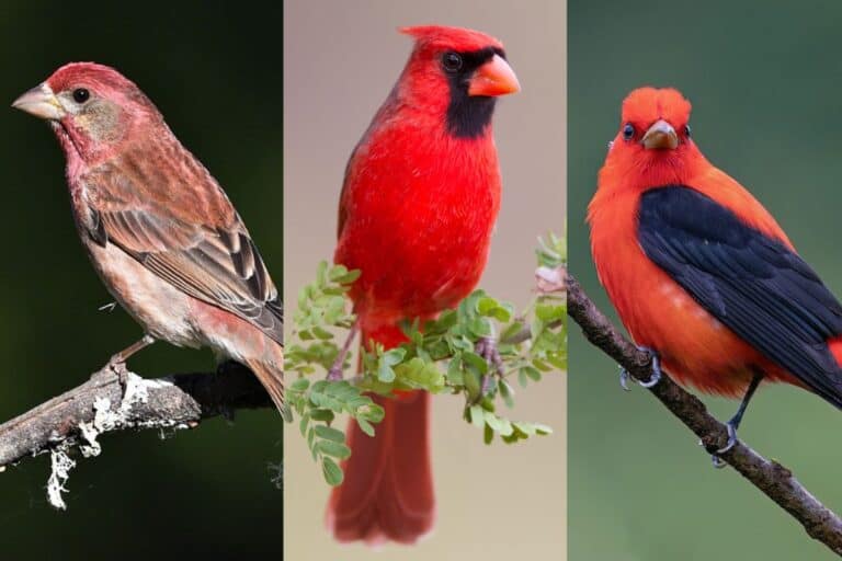 Red Birds in Minnesota (11 types with Photos) - Bird Feeder Hub