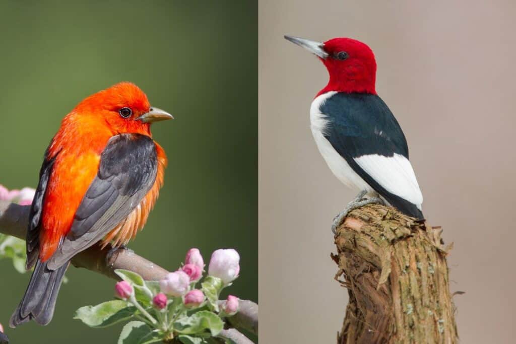 11 Red Birds in Illinois (with Photos) - Bird Feeder Hub
