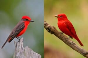 10 Red Birds in Arizona (with Photos) - Bird Feeder Hub