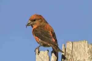11 Red Birds in New York (with Photos) - Bird Feeder Hub