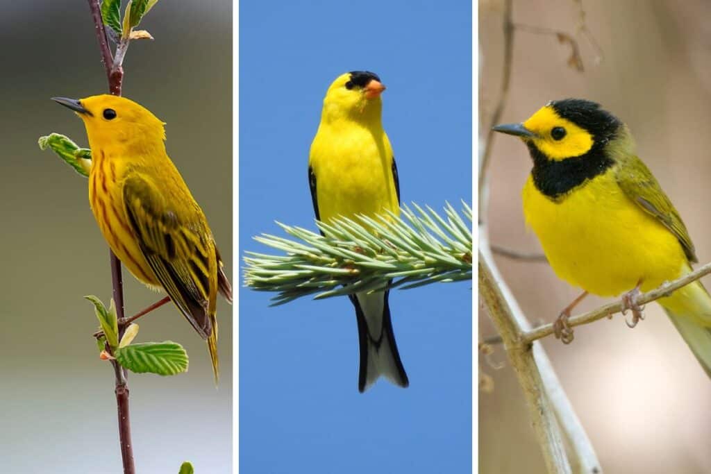 14 Yellow Birds in Ohio (with Photos) - Bird Feeder Hub