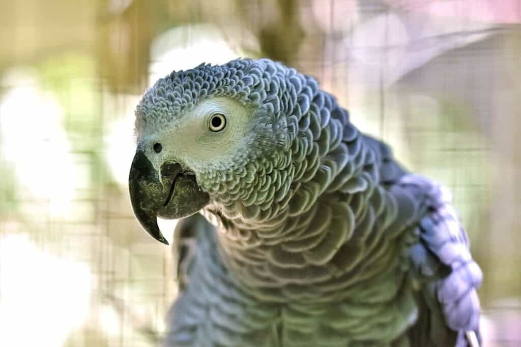 How Much Does an African Grey Parrot Cost? - Bird Feeder Hub