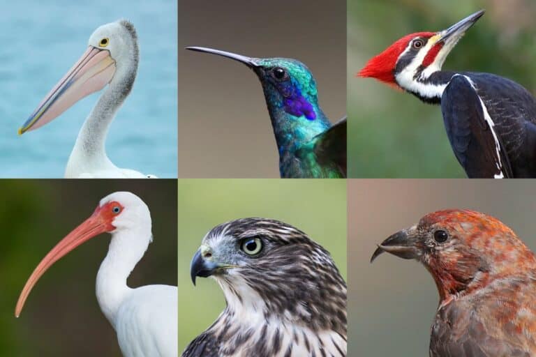 Why Birds Have Different Types of Beaks - Bird Feeder Hub