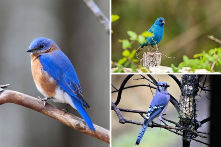 13 Blue Birds in Michigan (with Photos) - Bird Feeder Hub
