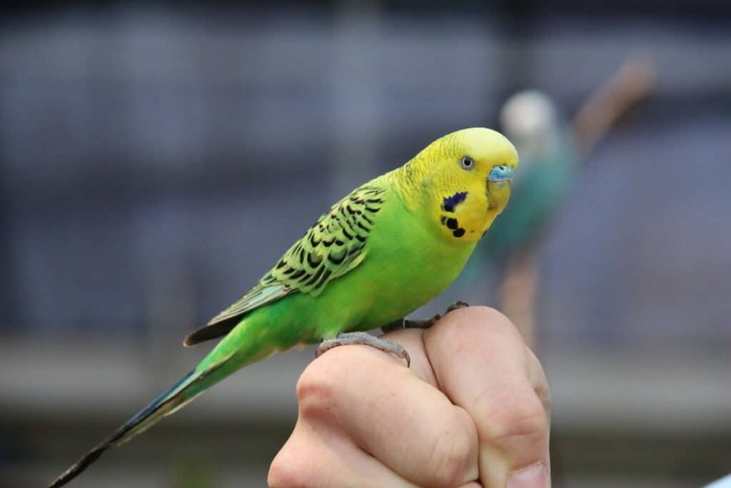 How to Correct Bad Behaviors in Budgies (6 Tips) - Bird Feeder Hub