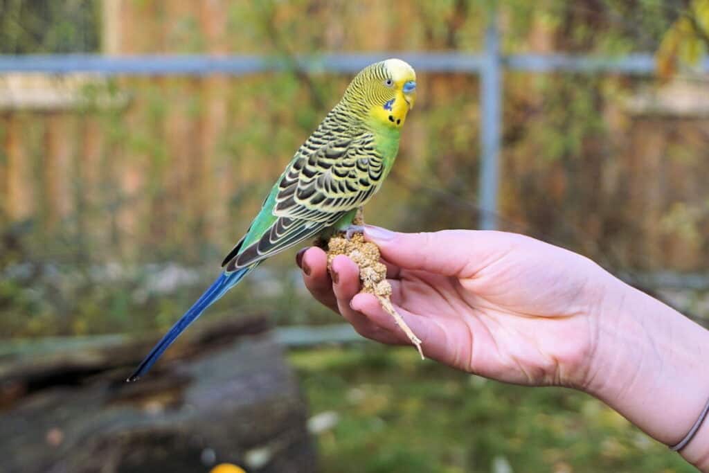 How to Correct Bad Behaviors in Budgies (6 Tips) - Bird Feeder Hub