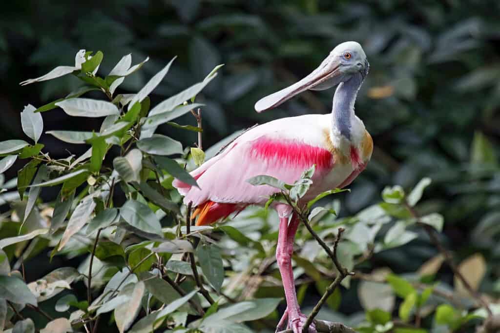 Explore the Beauty of 7 Pink Birds Living in Florida - Bird Feeder Hub