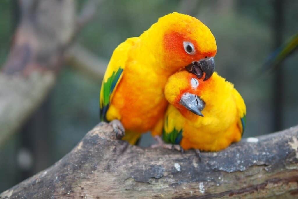 13 Types of Pet Parrots - Bird Feeder Hub
