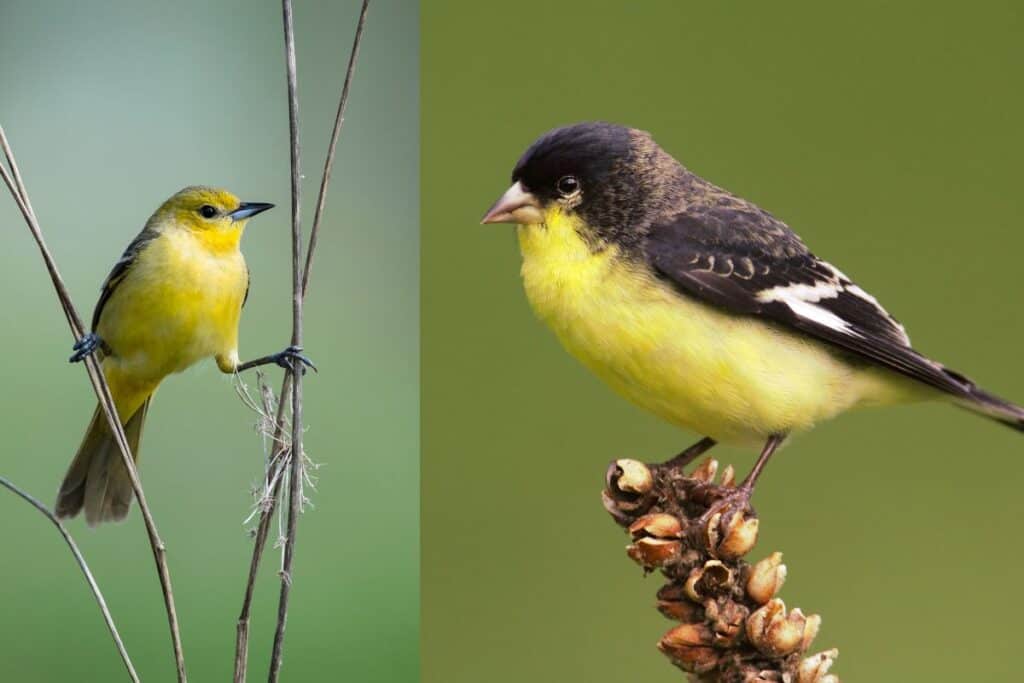 16 Yellow Birds in Texas (with Photos) - Bird Feeder Hub