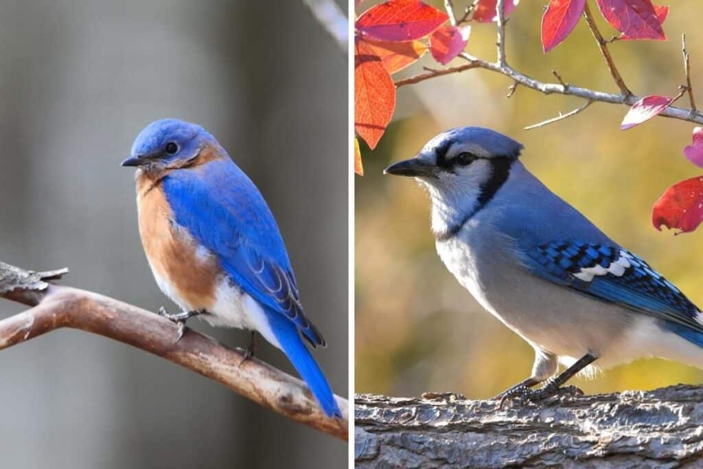 15 Birds With Blue Heads - Bird Feeder Hub
