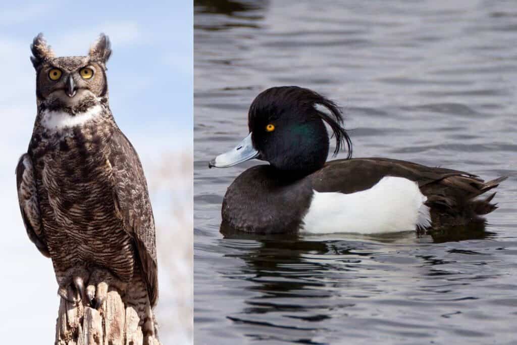 10 Birds With Tufted Heads (Pics & Facts) - Bird Feeder Hub