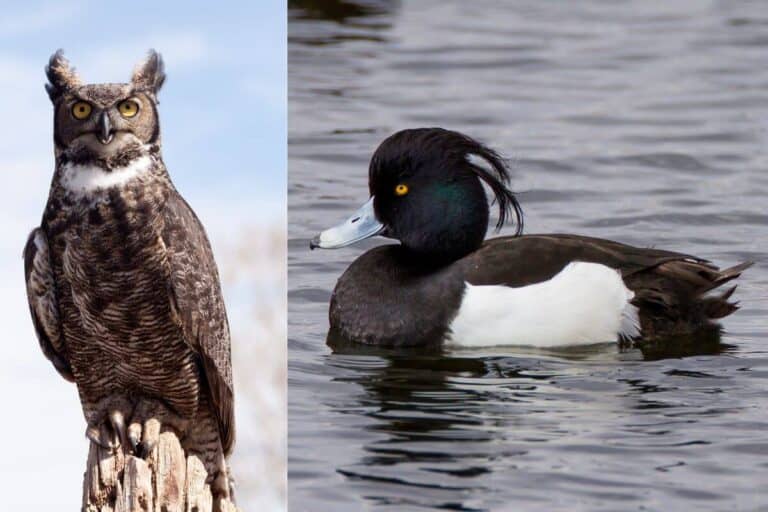 10 Birds With Tufted Heads (Pics & Facts) - Bird Feeder Hub