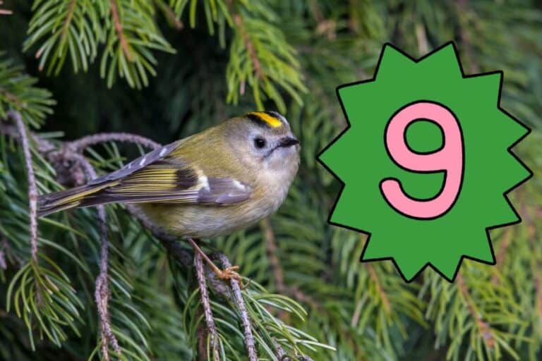 Birds with 9 Letters (Pics & Facts) - Bird Feeder Hub