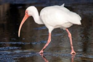 18 Birds with White Heads (with Photos) - Bird Feeder Hub