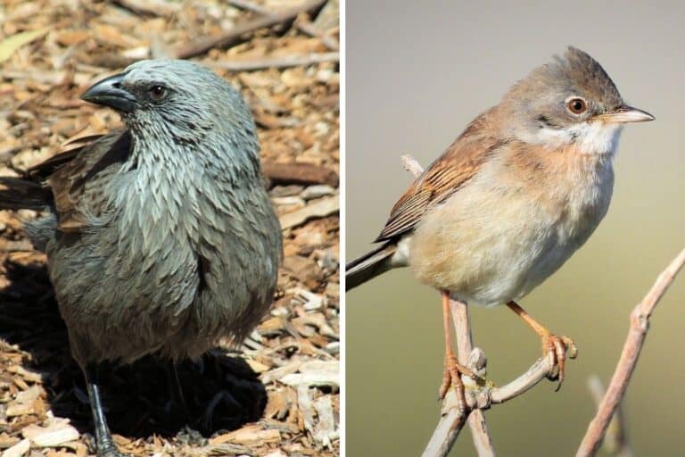 14 Birds with 11 Letters (Pics & Facts) - Bird Feeder Hub
