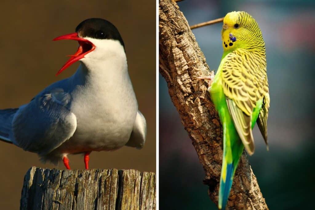 15 Birds with 10 Letters (Pics & Facts) - Bird Feeder Hub