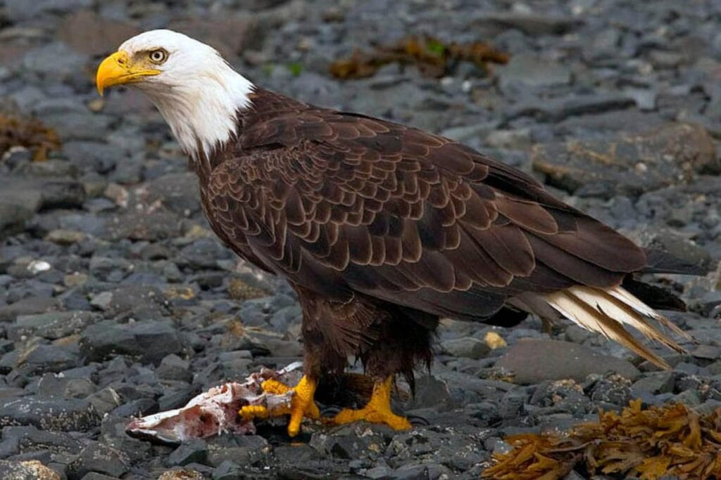 12 Birds That Catch Fish (with Photos) - Bird Feeder Hub