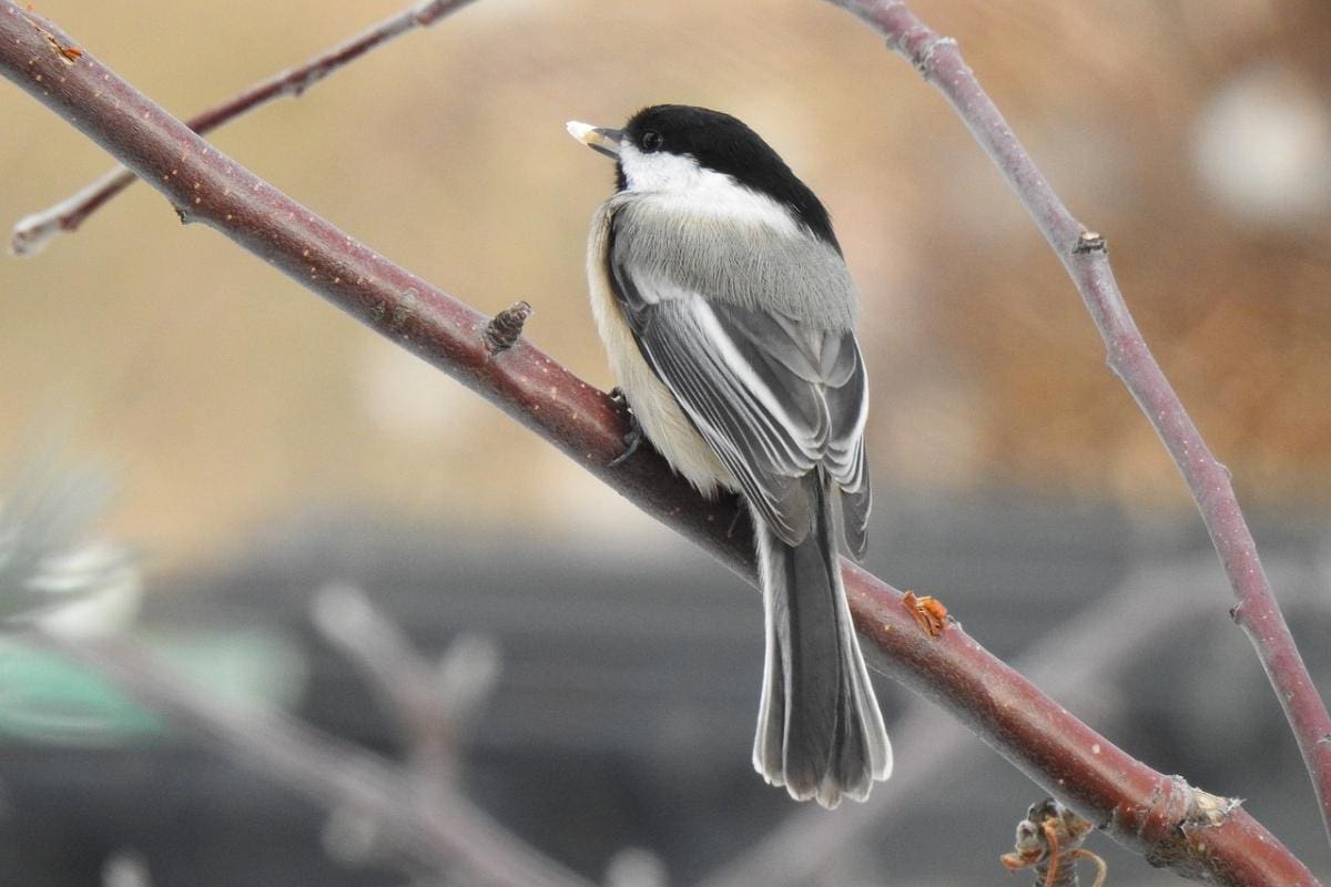 North American Chickadees (Overview) - Bird Feeder Hub