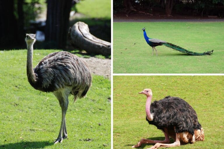 9 Birds With The Largest Feathers - Bird Feeder Hub