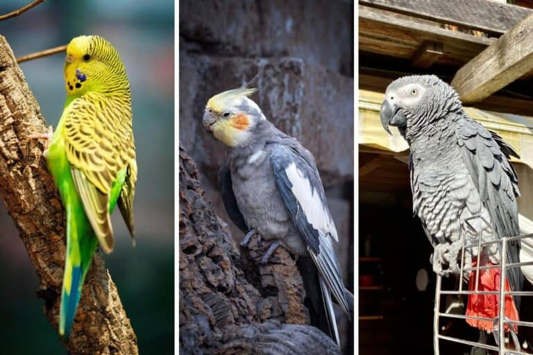 13 Types of Pet Parrots - Bird Feeder Hub
