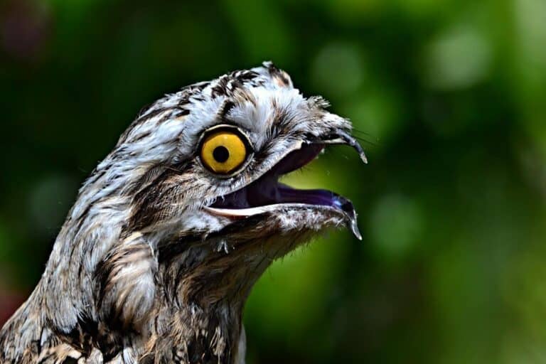 12 Birds With Big Eyes (Pics & Facts) - Bird Feeder Hub