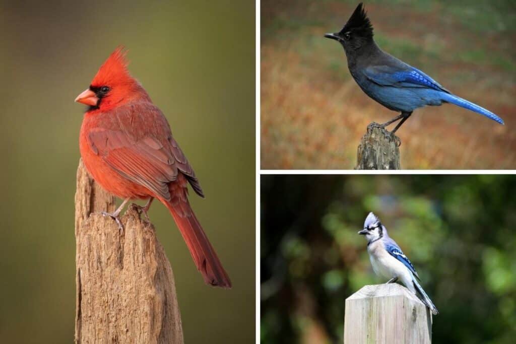 14 Birds With Pointy Heads (with photos) - Bird Feeder Hub