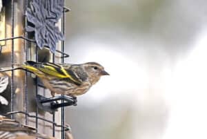 14 Striped Birds (with Photos) - Bird Feeder Hub