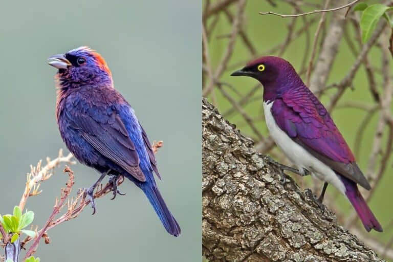 20 Purple Birds (with Pictures) - Bird Feeder Hub