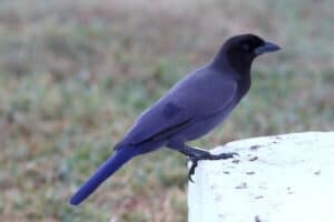 20 Purple Birds (with Pictures) - Bird Feeder Hub