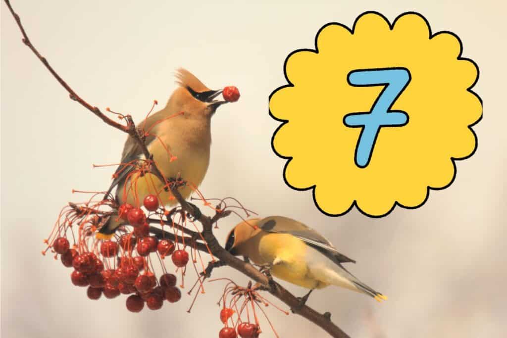 15 Different Birds With 7 Letters (Pics & Facts) - Bird Feeder Hub