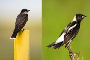 10 Small Black Birds With White Tail Feathers - Bird Feeder Hub