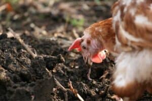 12 Birds That Eat Earthworms - Bird Feeder Hub