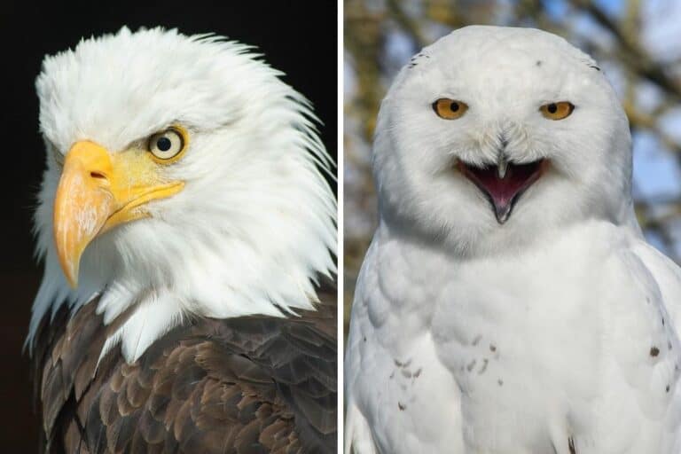 18 Birds with White Heads (with Photos) - Bird Feeder Hub