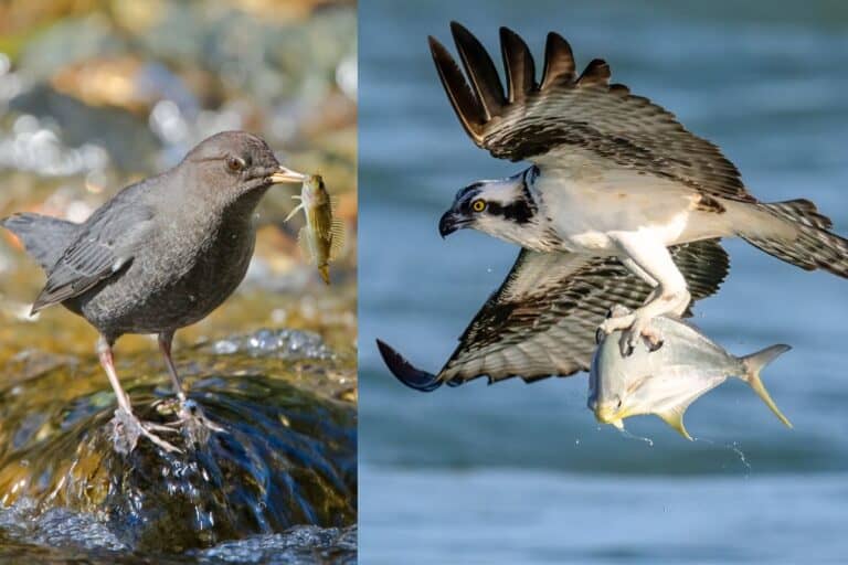 12 Birds That Catch Fish (with Photos) - Bird Feeder Hub