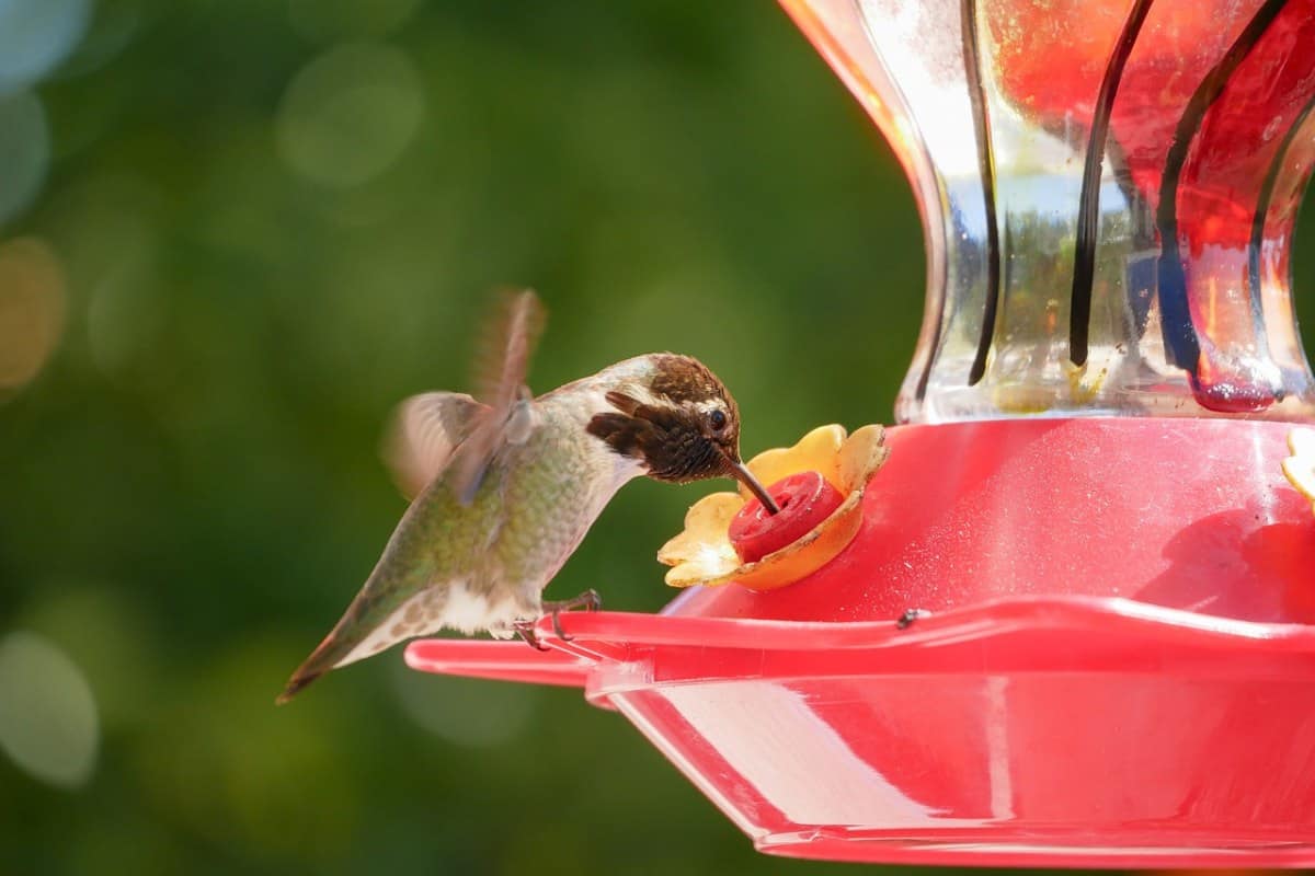 When to Take Your Hummingbird Feeders Down (In Each State) - Bird Feeder Hub