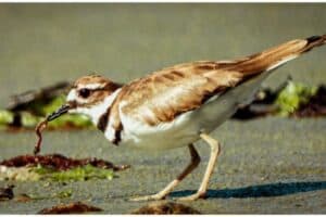 12 Birds That Eat Earthworms - Bird Feeder Hub