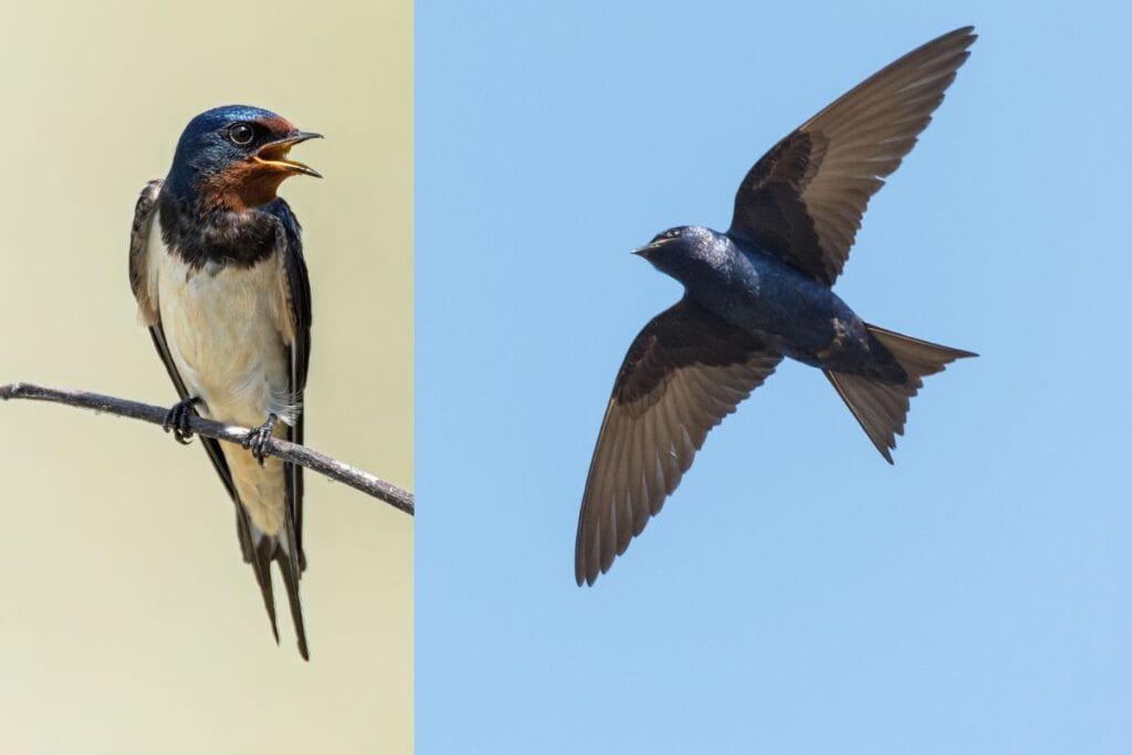 15 Birds That Eat Mosquitos (with Photos) - Bird Feeder Hub