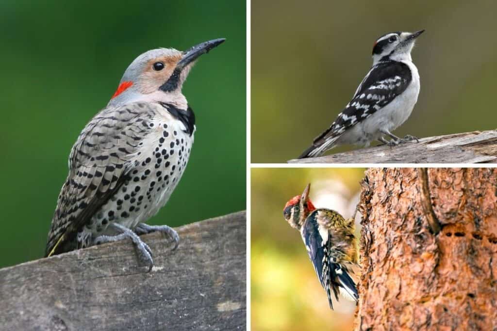10 Birds That Eat Ants (with Photos) - Bird Feeder Hub