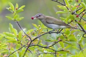 14 Birds That Eat Blackberries (with Photos) - Bird Feeder Hub