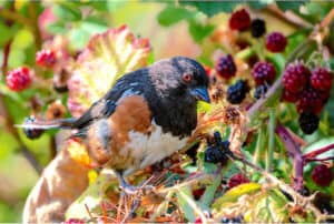 14 Birds That Eat Blackberries (with Photos) - Bird Feeder Hub