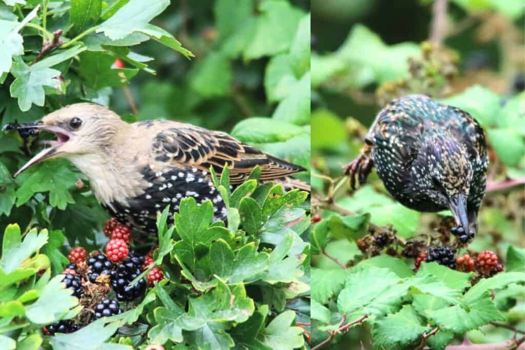 14 Birds That Eat Blackberries (with Photos) - Bird Feeder Hub