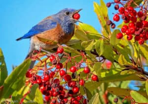 14 Birds That Eat Blackberries (with Photos) - Bird Feeder Hub