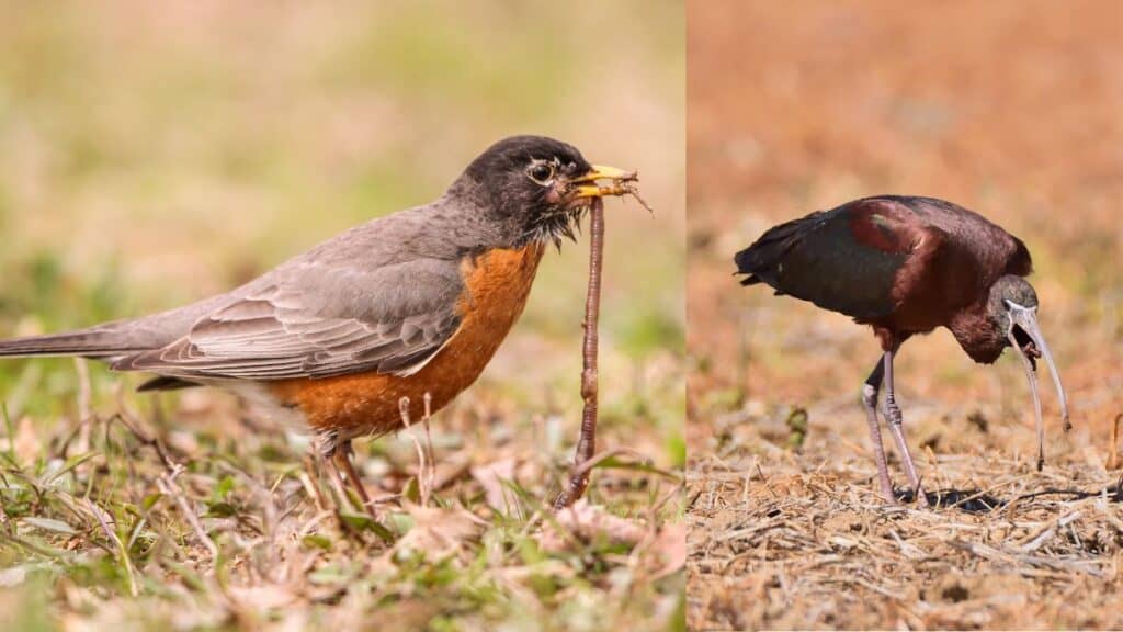 12 Birds That Eat Earthworms - Bird Feeder Hub