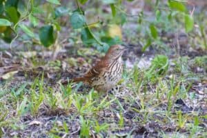 14 Striped Birds (with Photos) - Bird Feeder Hub