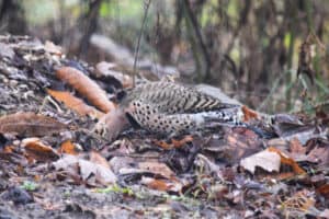 12 Birds That Eat Earthworms - Bird Feeder Hub